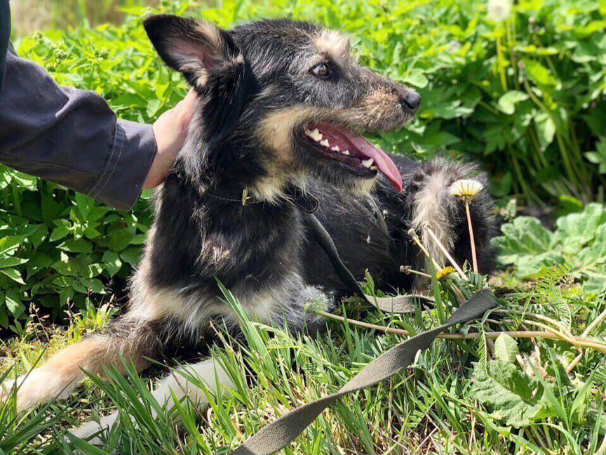 Терьеристый красавец, деликатный пёс Бобик