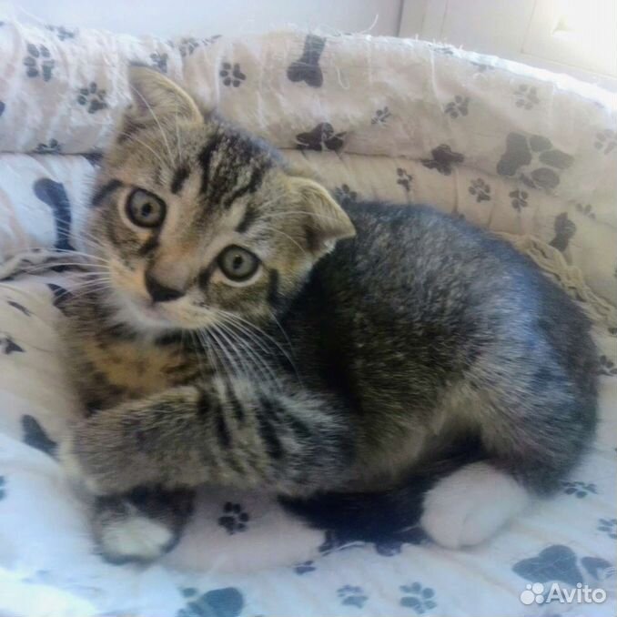 Котят отдам от вислоухого кота и домашней кошки