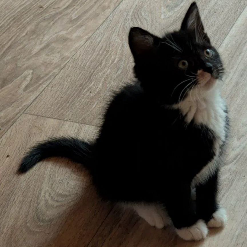 Котёнок в добрые руки