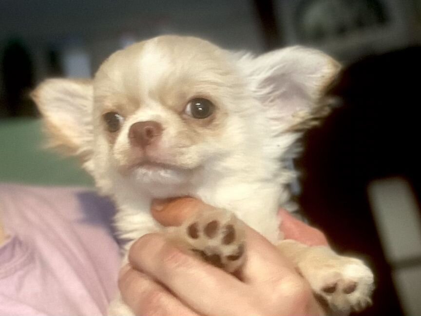 Щенки чихуахуа