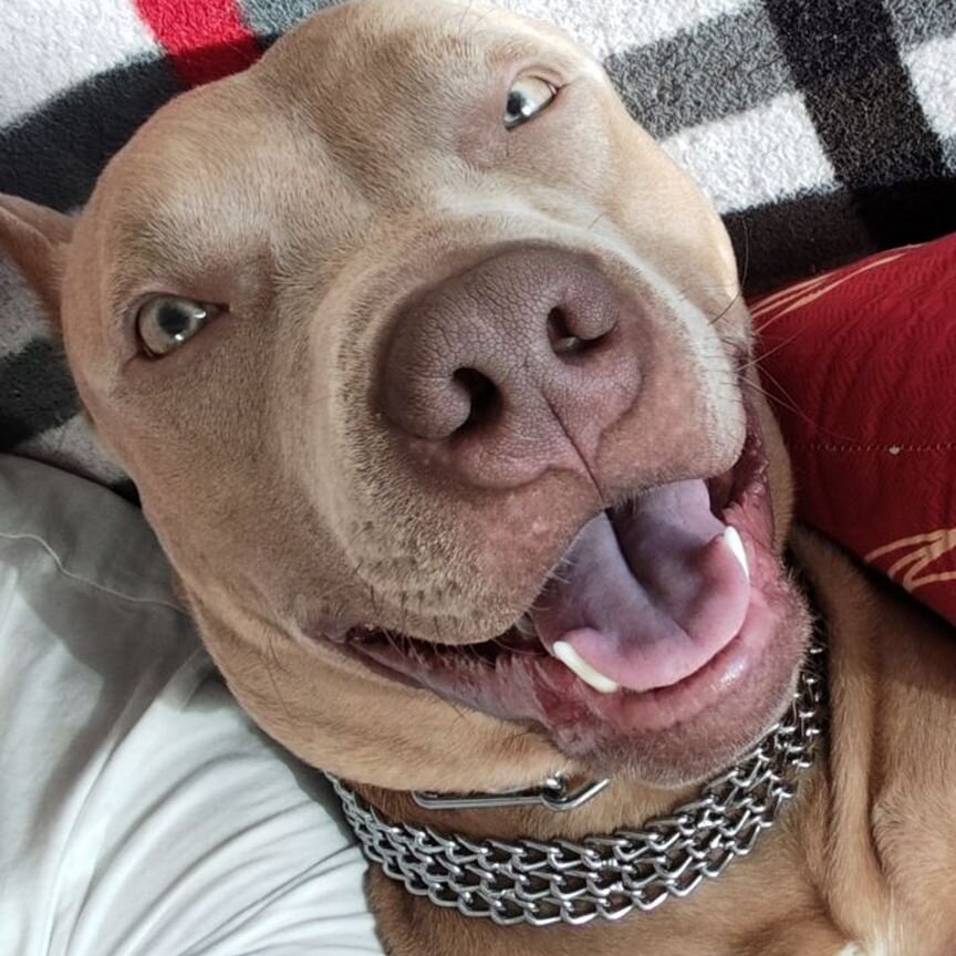 Американский питбультерьер, щенок