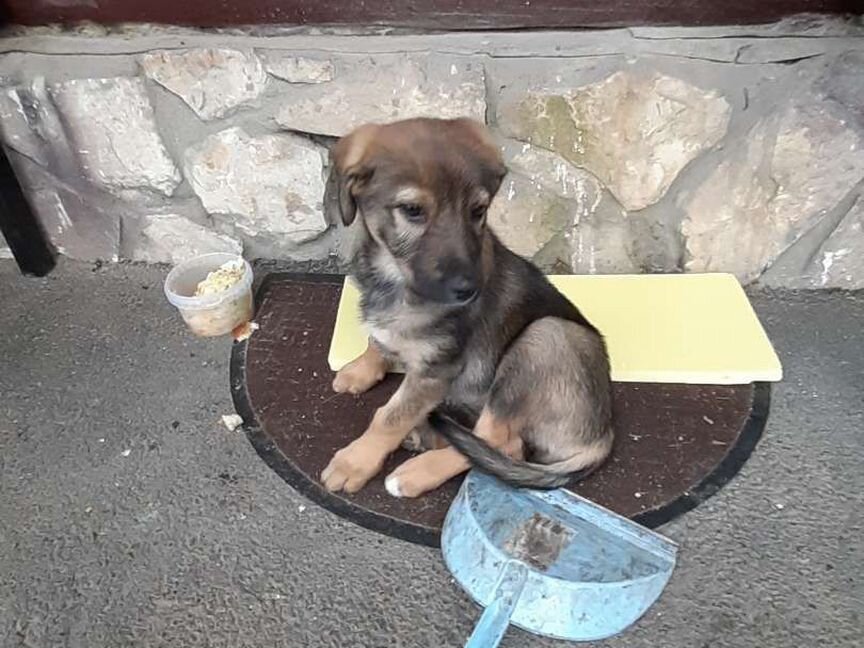 Собака в добрые руки