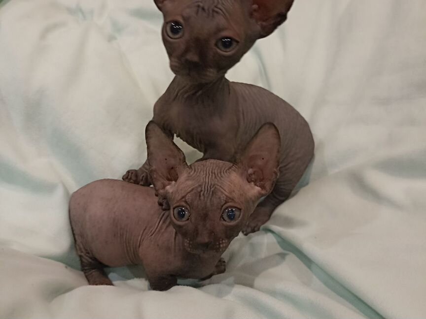 Котята сфинкс бамбино