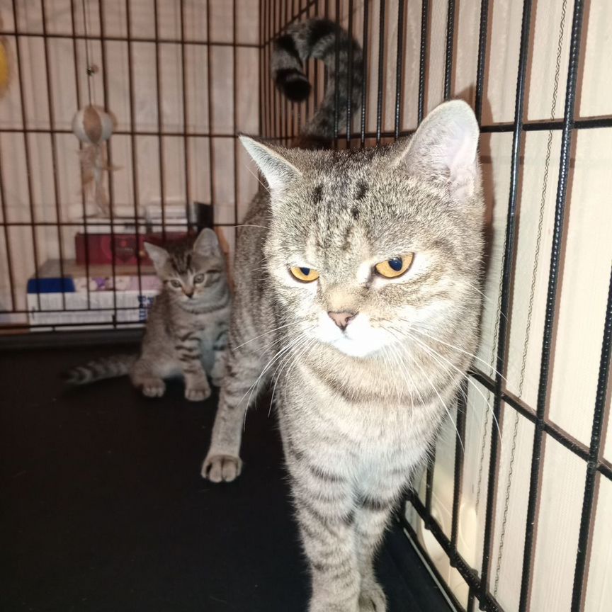 Британка Боня