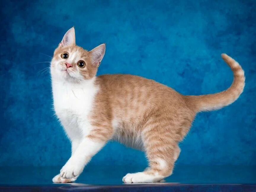 Котенок ищет дом