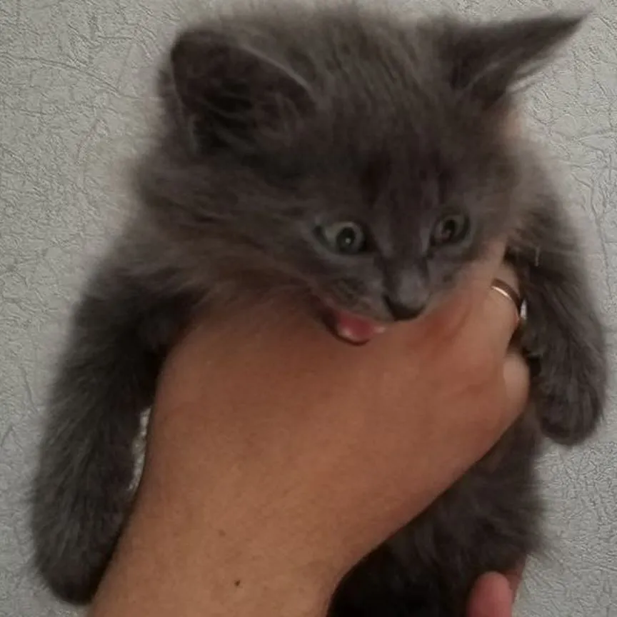 Котята