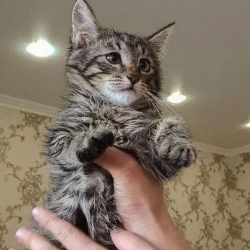 Котенок в добрые руки