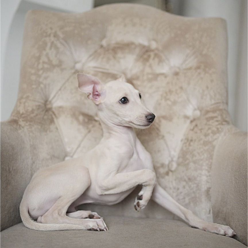 Левретка, щенок