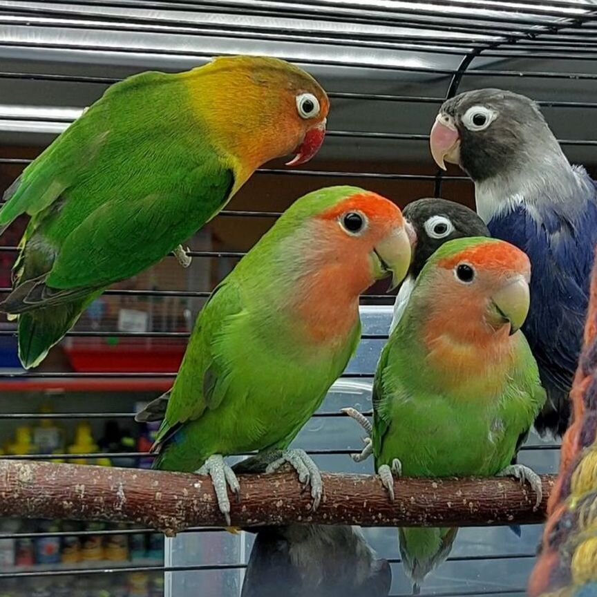 Попугай неразлучники птенцы