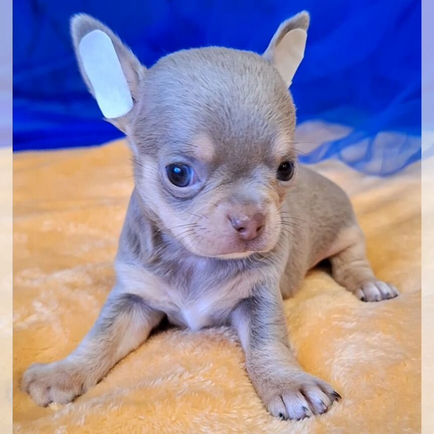 Чихуахуа, щенок