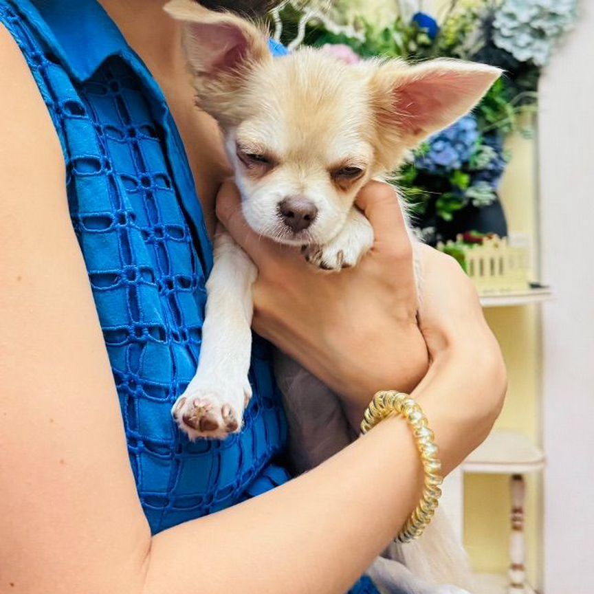 Чихуахуа изабелловый