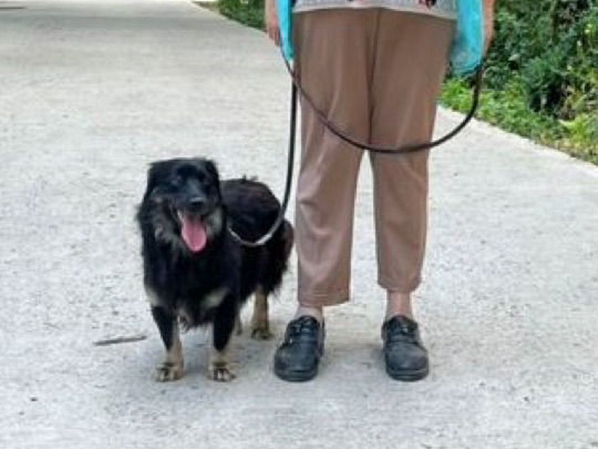 Блэки - собачка в добрые руки Москва