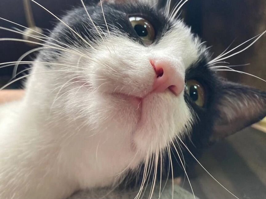 Кот Гудини (1 год) ищет дом