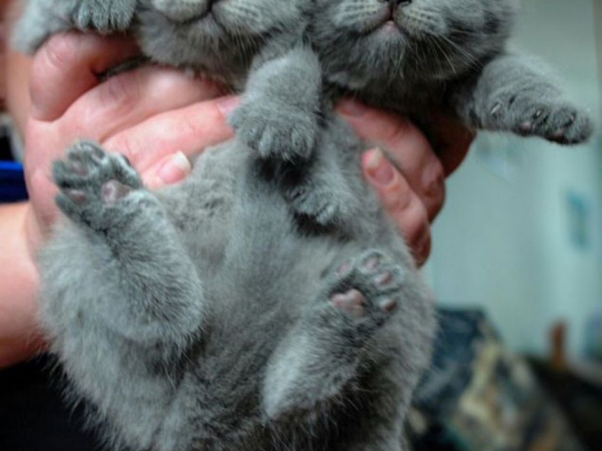 Плюшевые синнабончики)