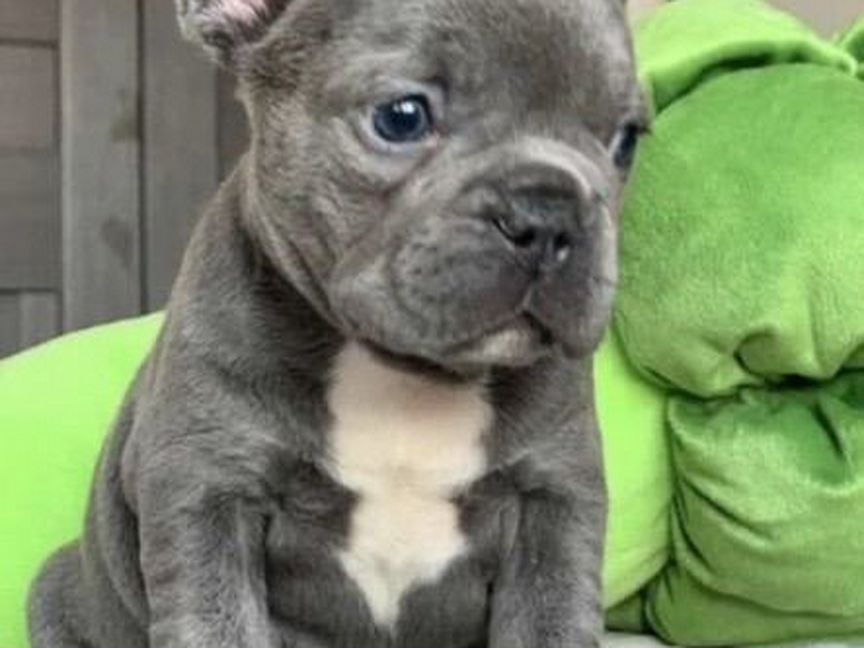 Французский бульдог