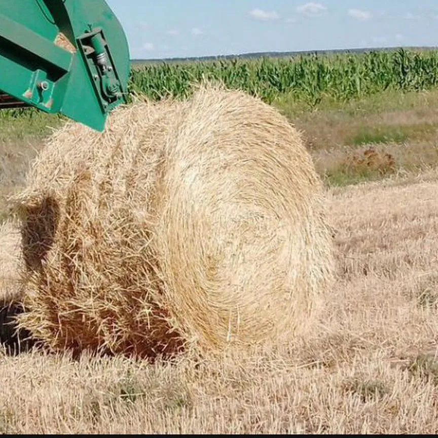 Солома овсяная с поля