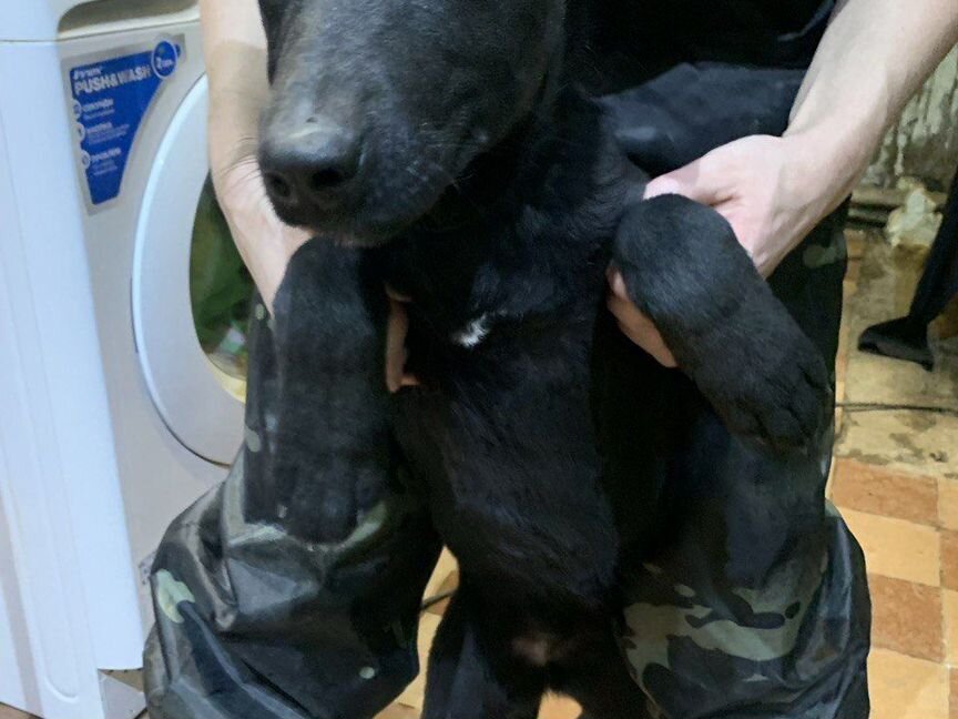 Щенок в добрые руки