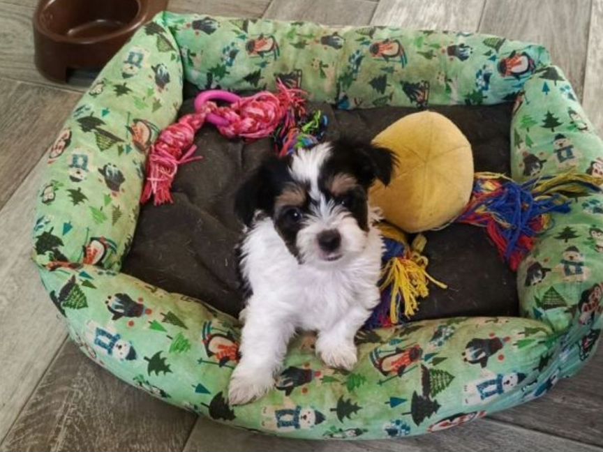 Домашние животные собаки щенки