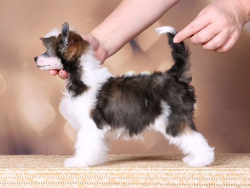 Девочка пуховочка китайская хохлатая