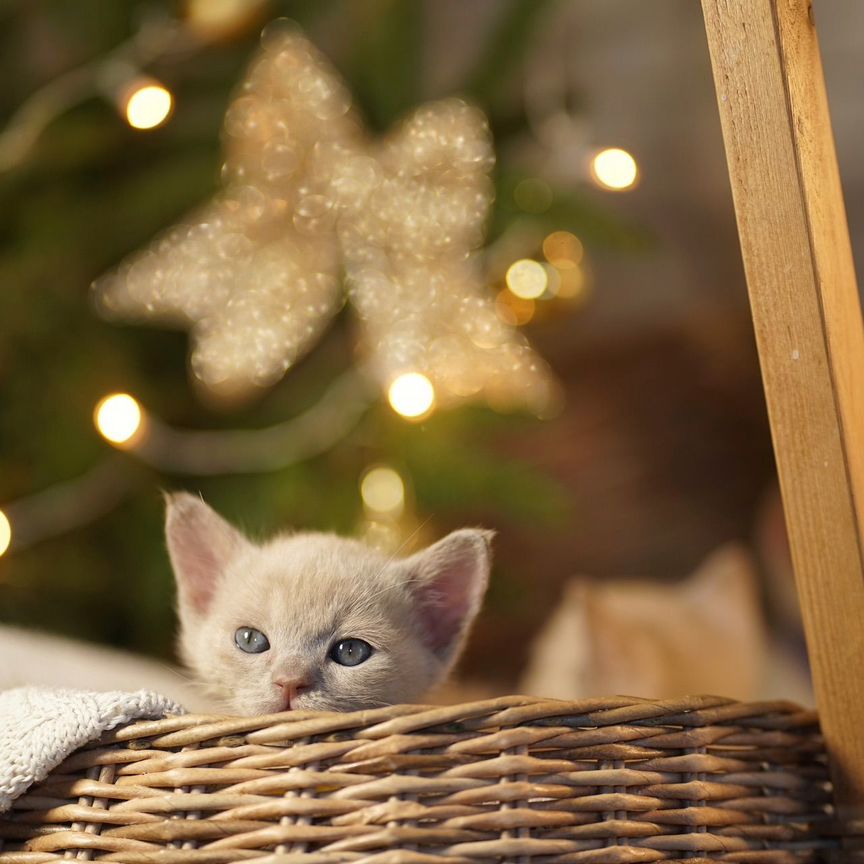 Европейский бурманский котёнок