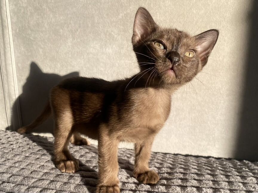 Котята европейской бурмы