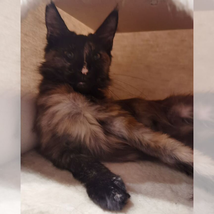 Черепашка мейн-кун в добрые руки