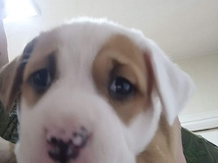 Собаки бесплатно в добрые руки щенки