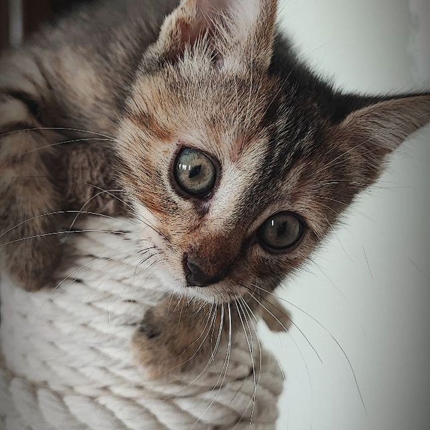Котёнок девочка в добрые руки