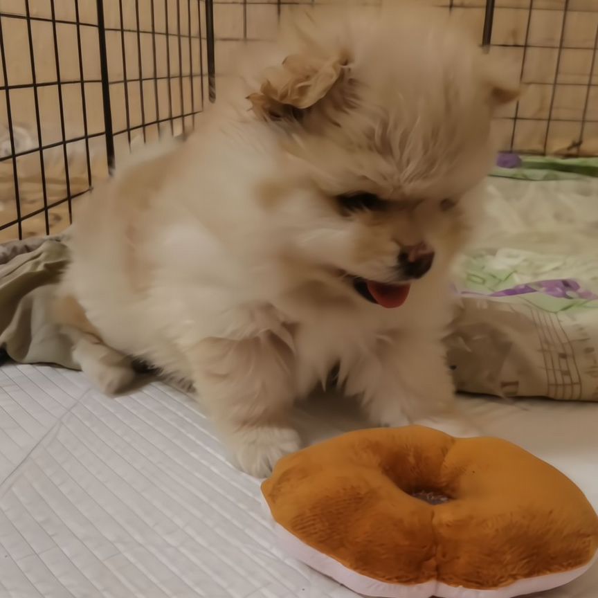 Померанский шпиц, щенок