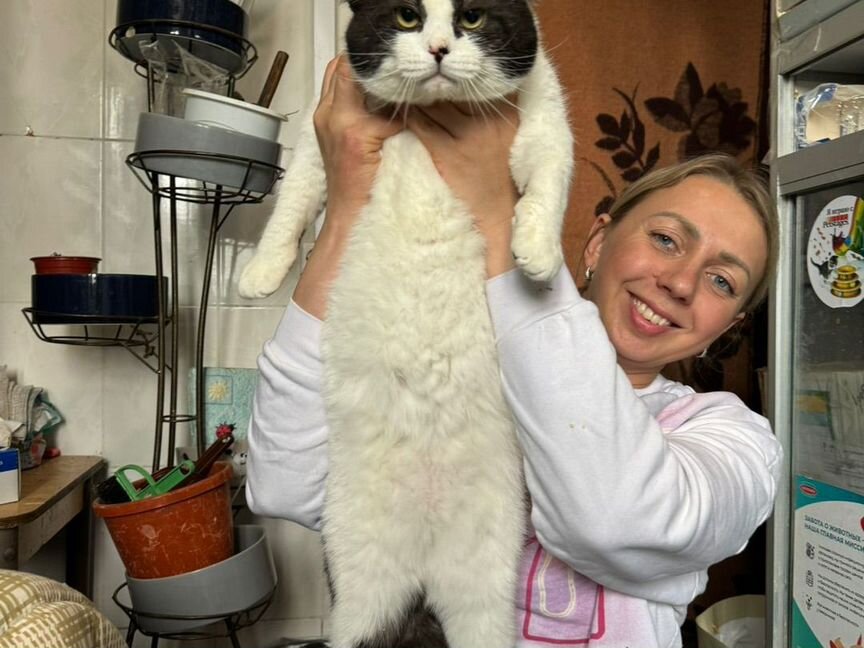 Кот Батон из приюта