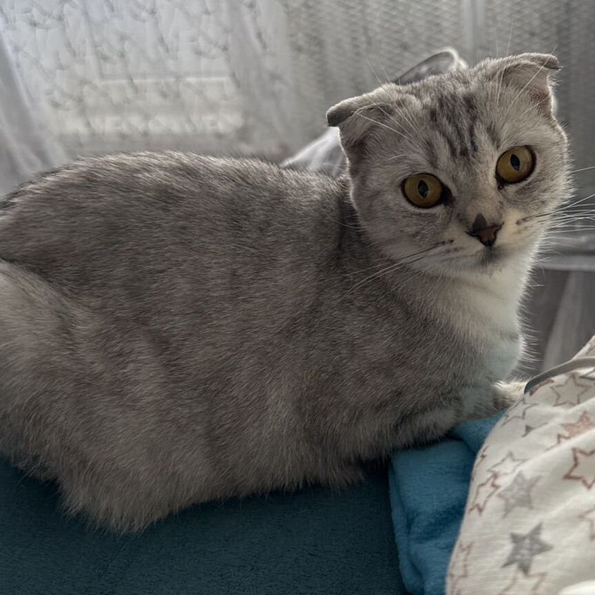Кошка