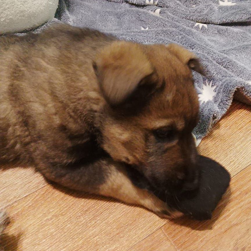 Восточноевропейская овчарка, щенок