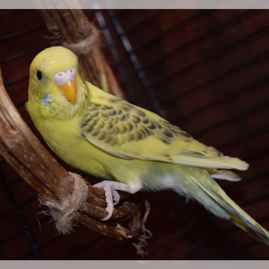 Самка подросток волнистых попугаев