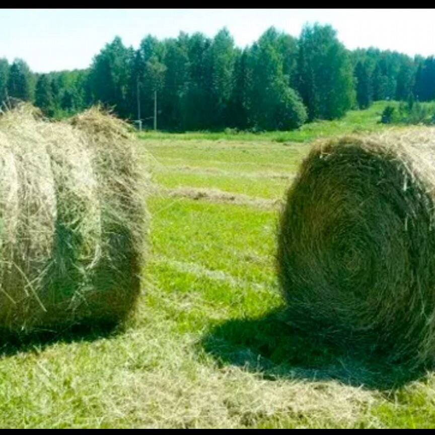 Сено в тюках