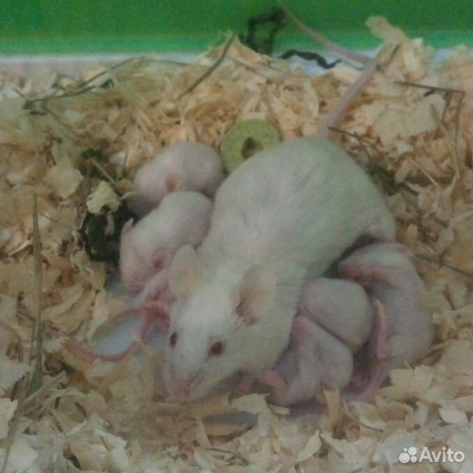 Мини мышки