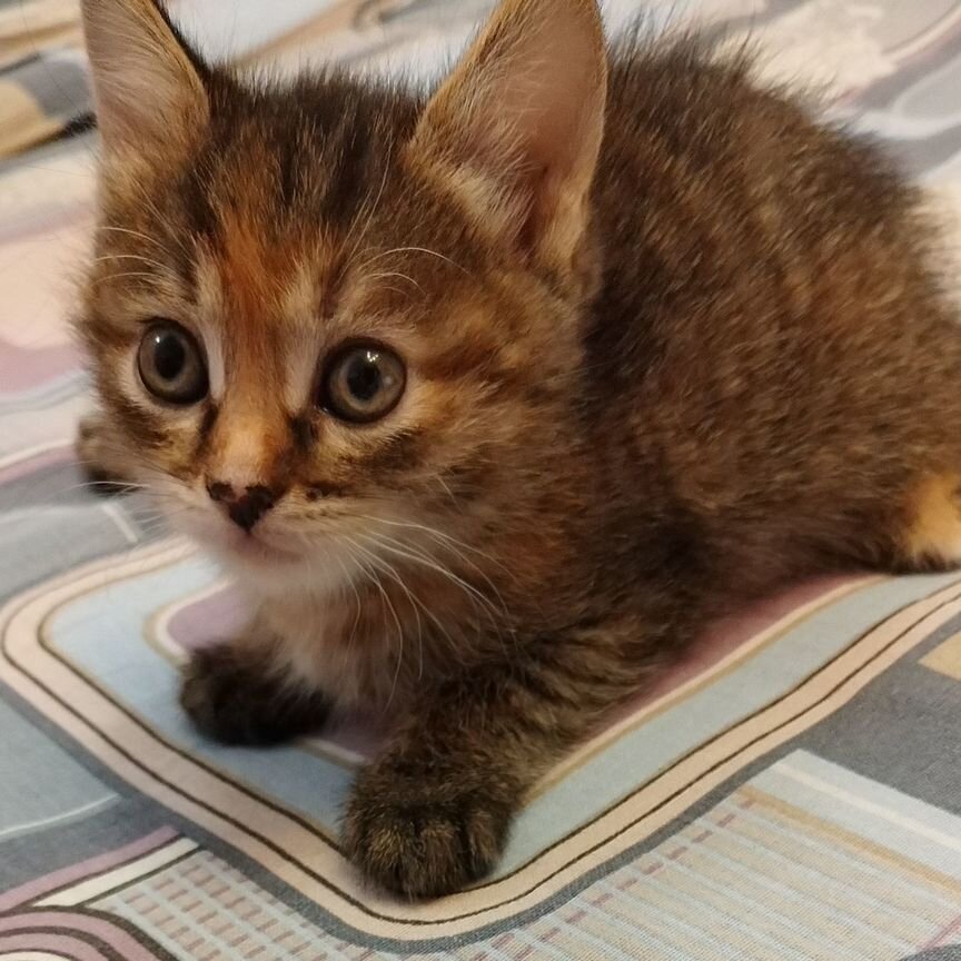 Красавица малышка