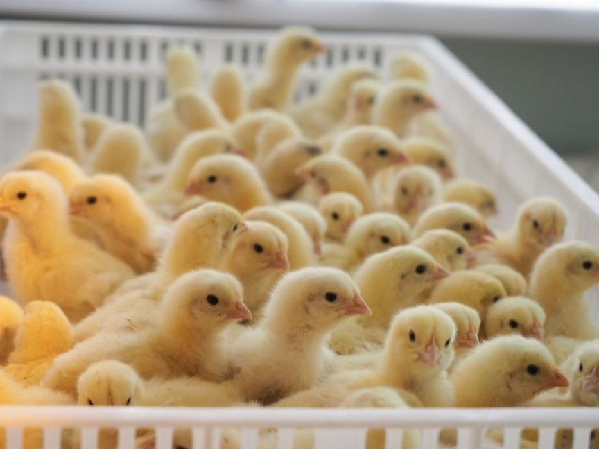 Суточный бройлер кобб-500, кобб-700