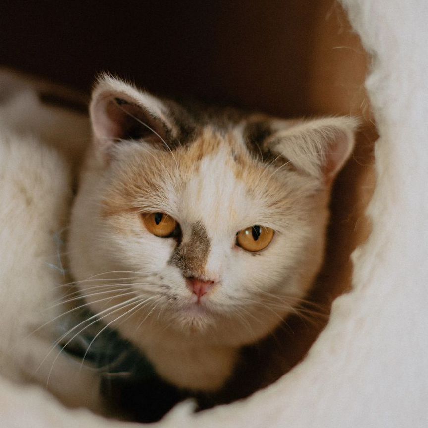 Кошка Рита