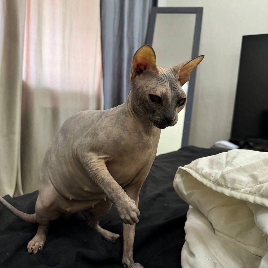 Донской сфинкс