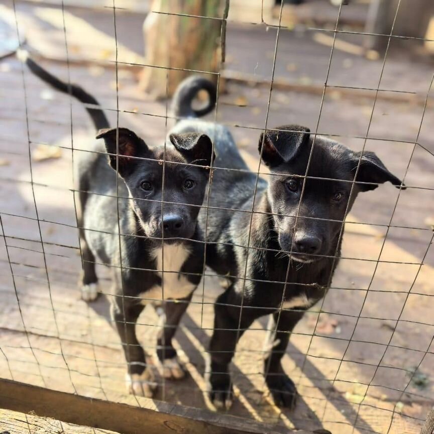 Умные крупные метисы