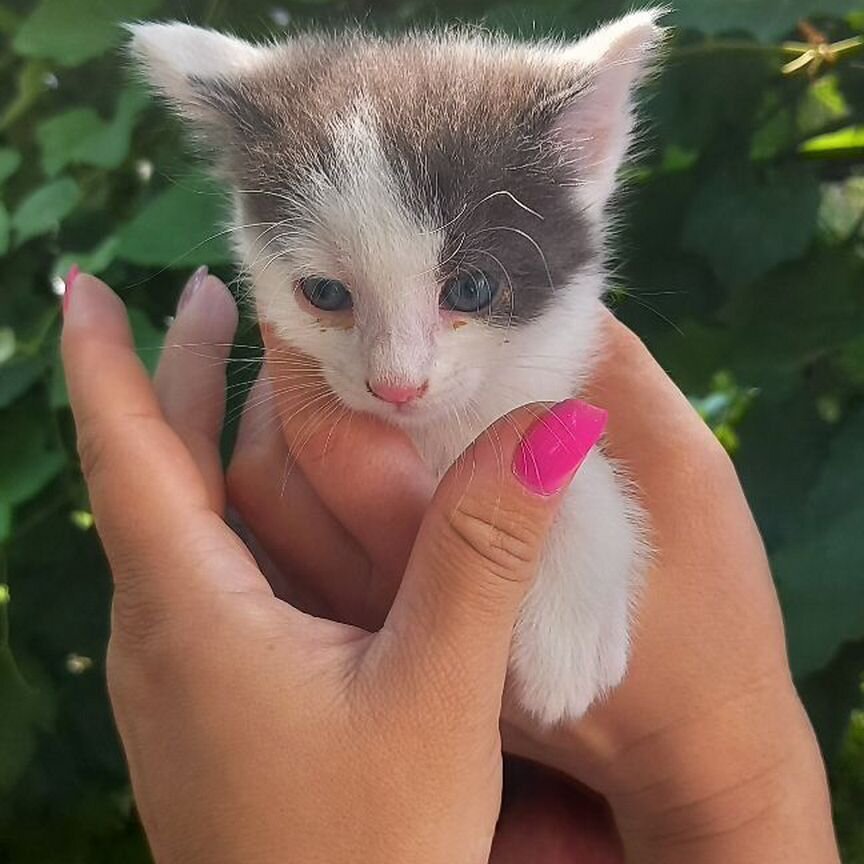 Котята