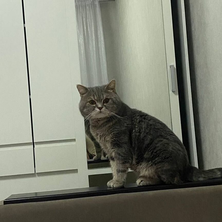 Кот в добрые руки