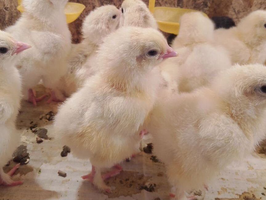 Цыпленок Брама Белая