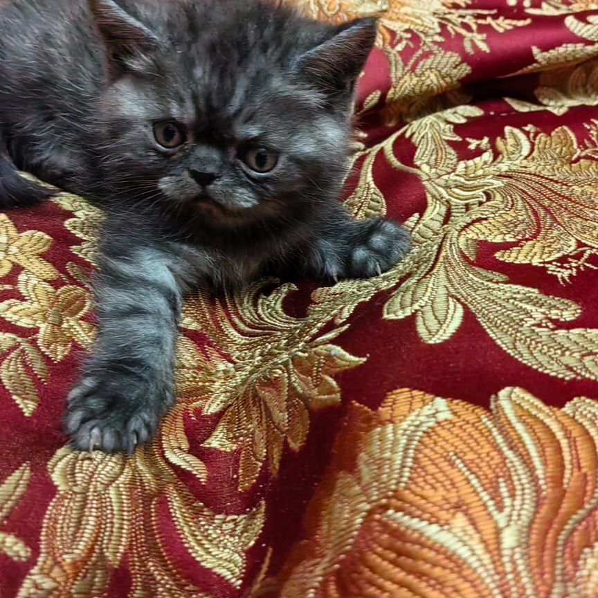 Шотландская