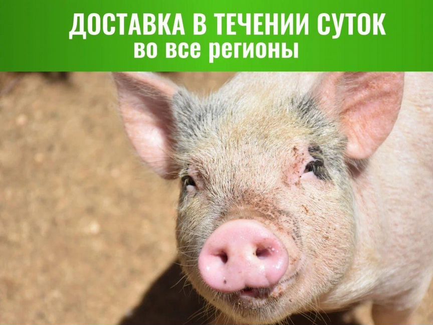 Продажа семени хряка