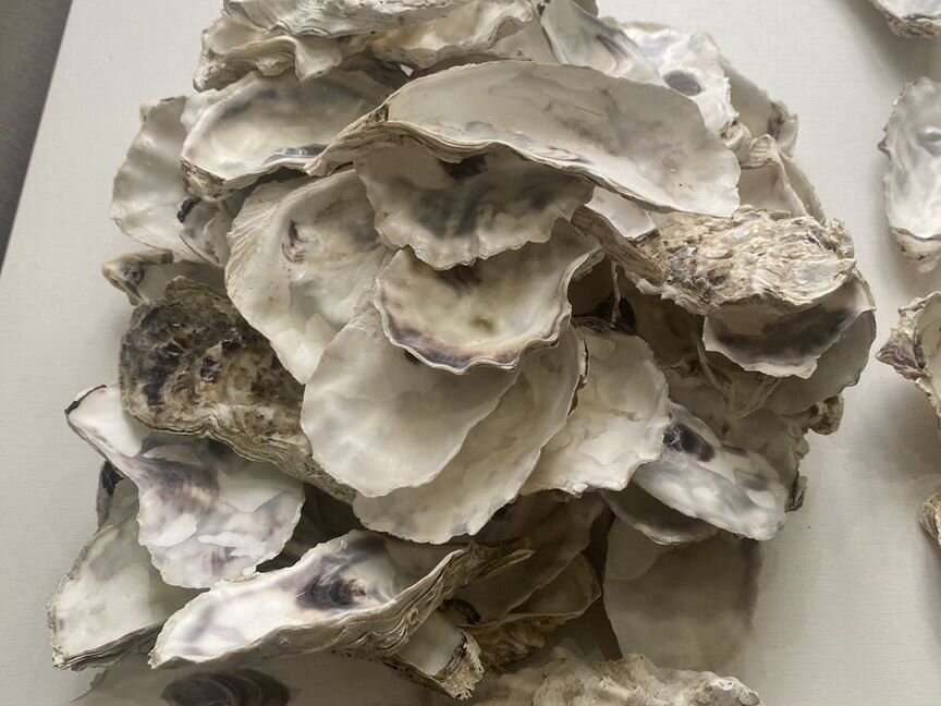 Ракушки устрицы 10кг