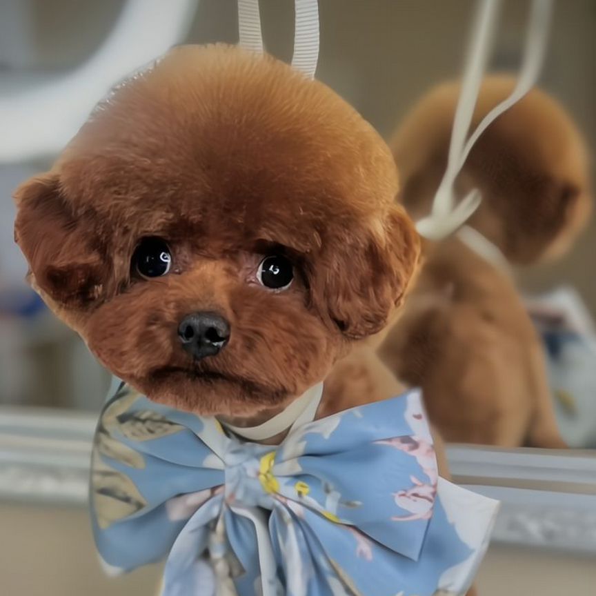 Мальтипу, щенок