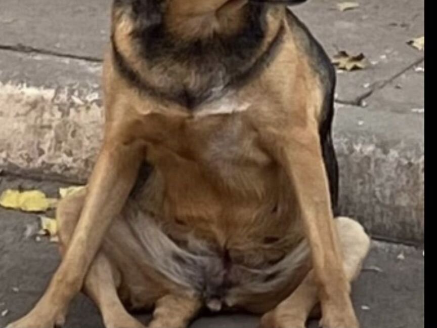 Собака в беде