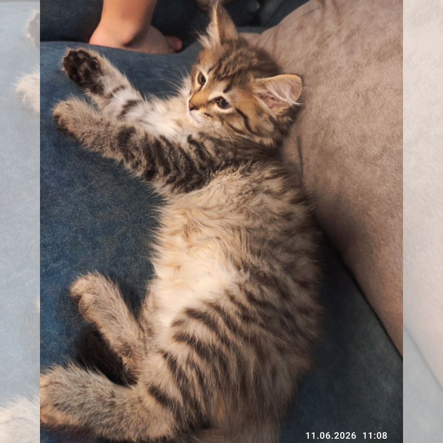 Котёнок в добрые руки