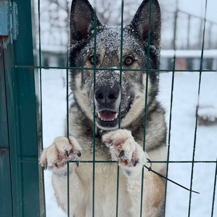 Взрослый пёс в добрые руки